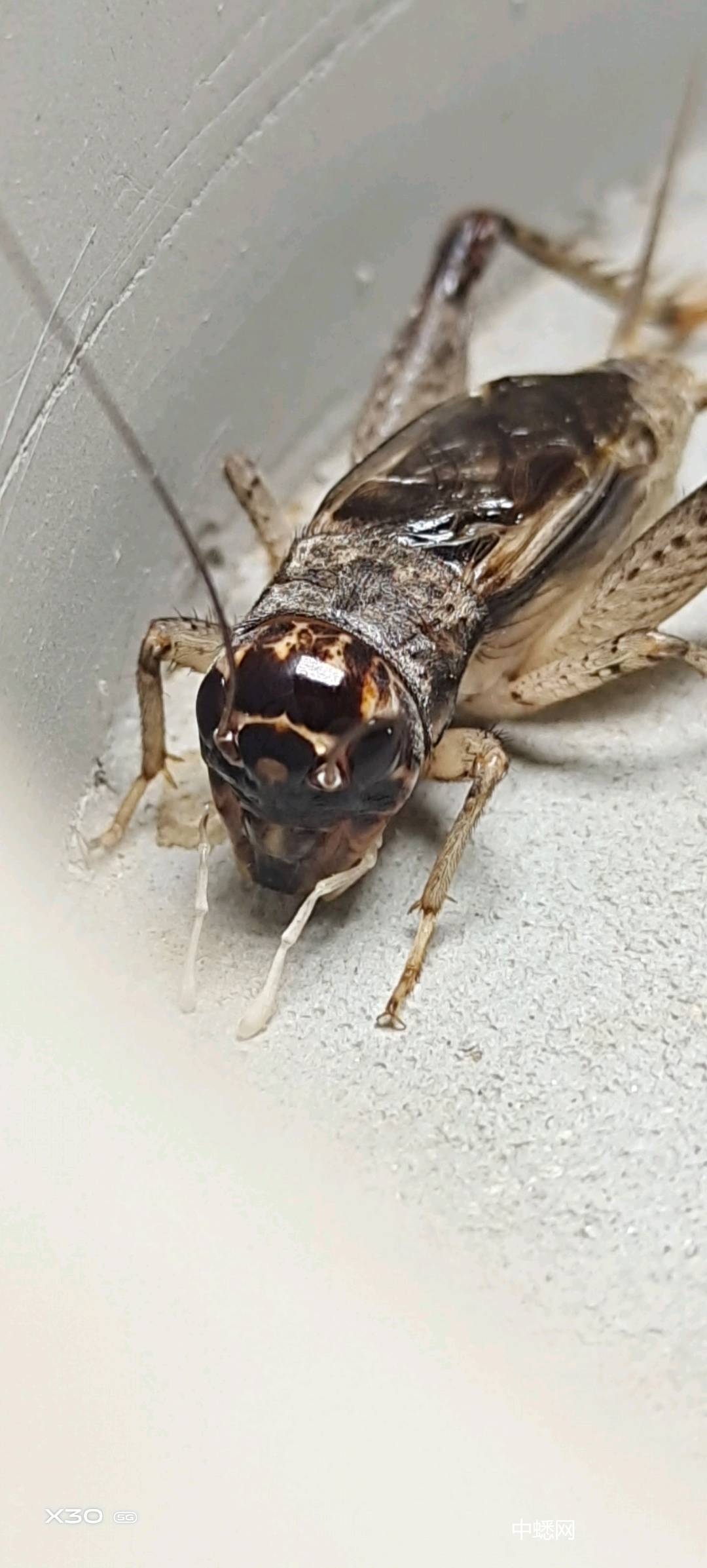 中蟋网交易市场---专业蟋蟀蛐蛐活体及鸣虫用品用具交易交流平台！